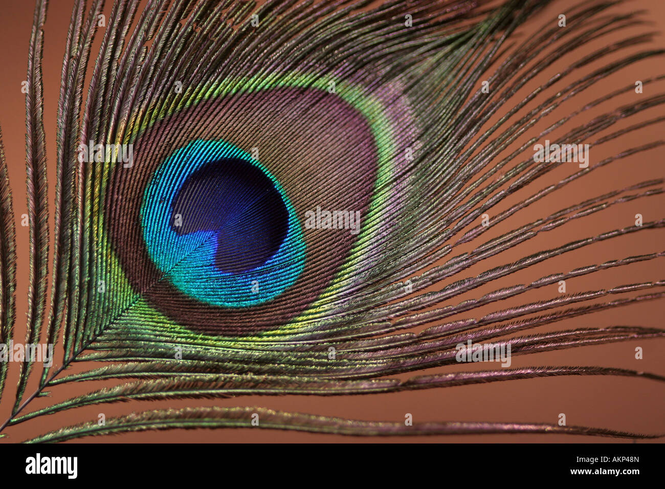 peacock feather close-up Stock Photo - Alamy