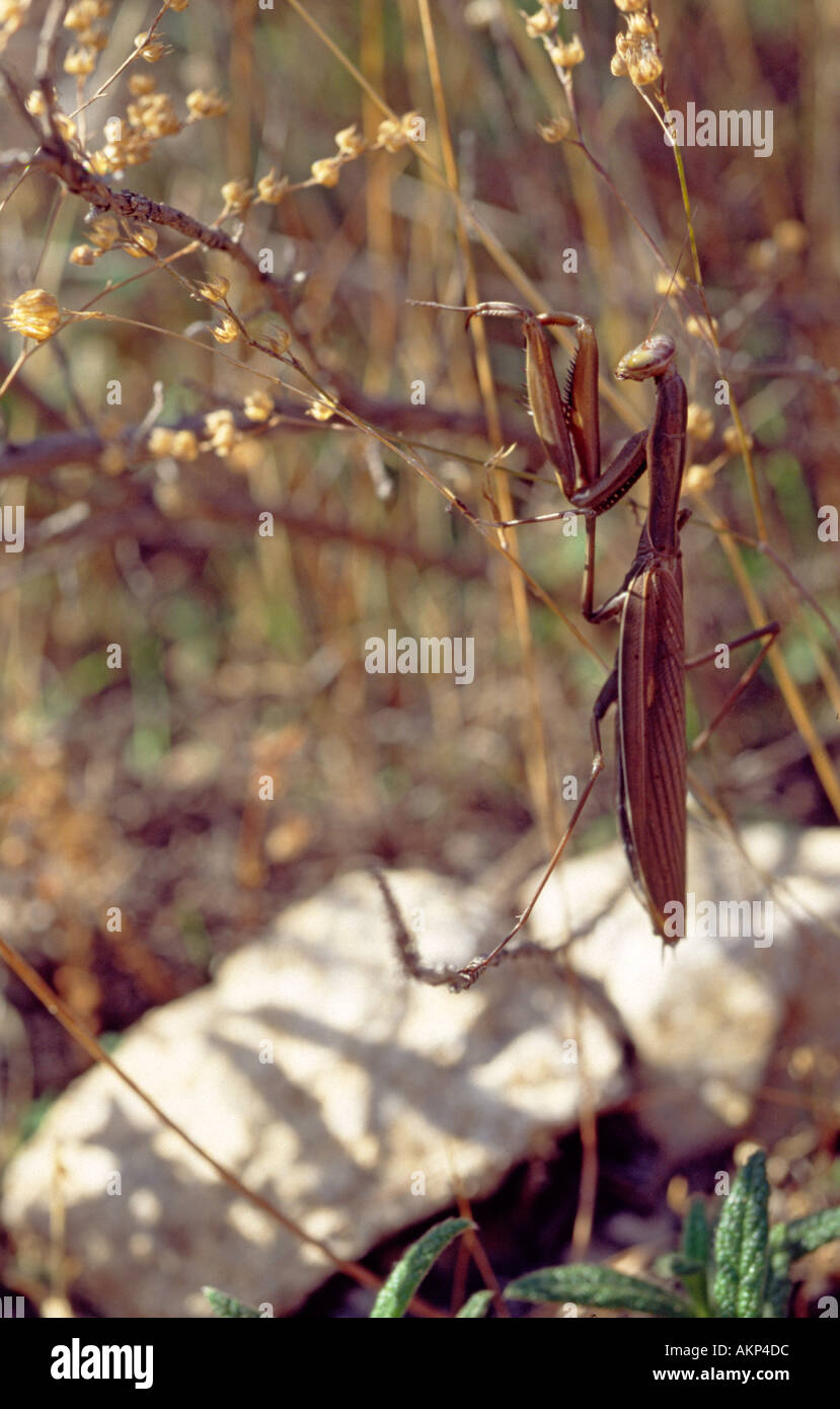 Brown form of praying mantis Mantis religiosa living in the Corsican ...
