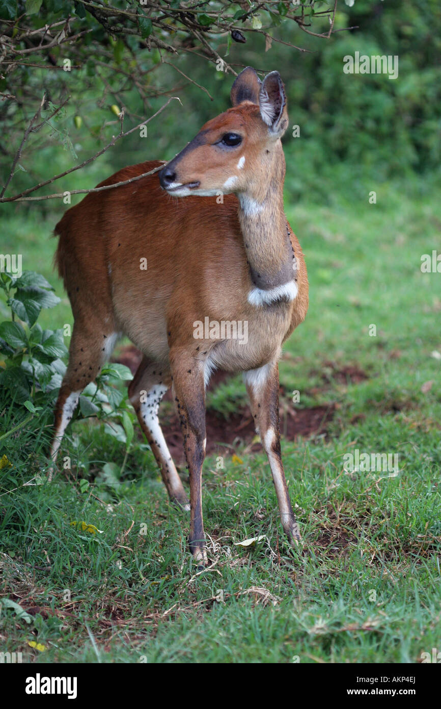 bushbuck in aberdares NP Stock Photo - Alamy