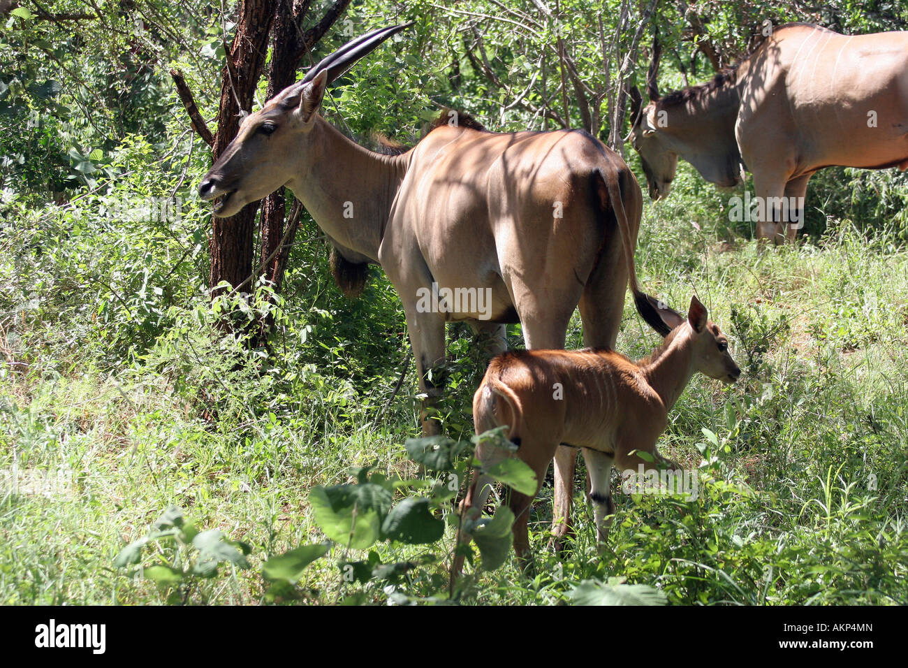 Giant Eland Antelope