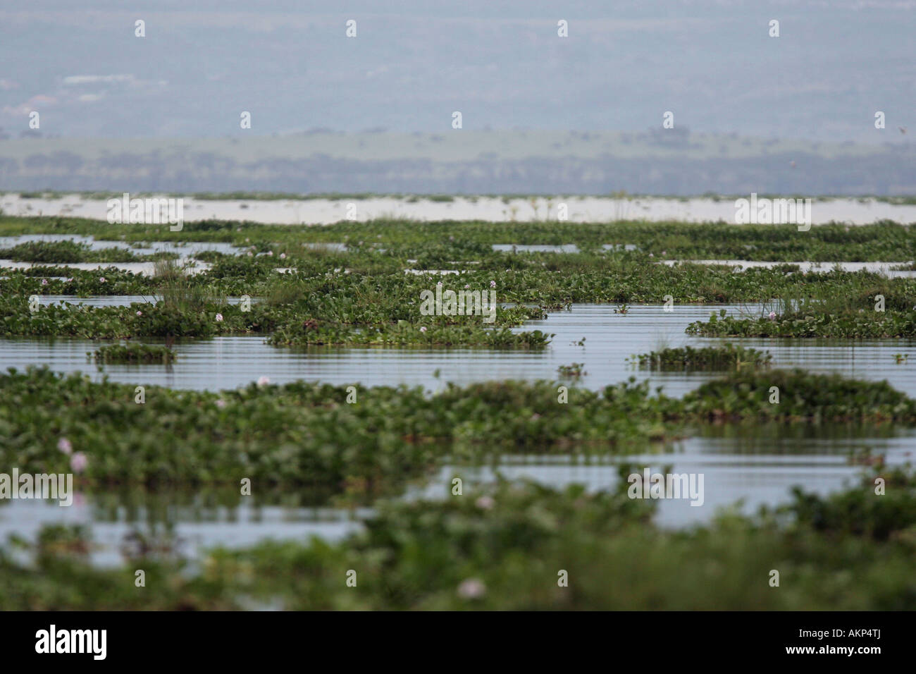 Safari naivasha hi-res stock photography and images - Alamy