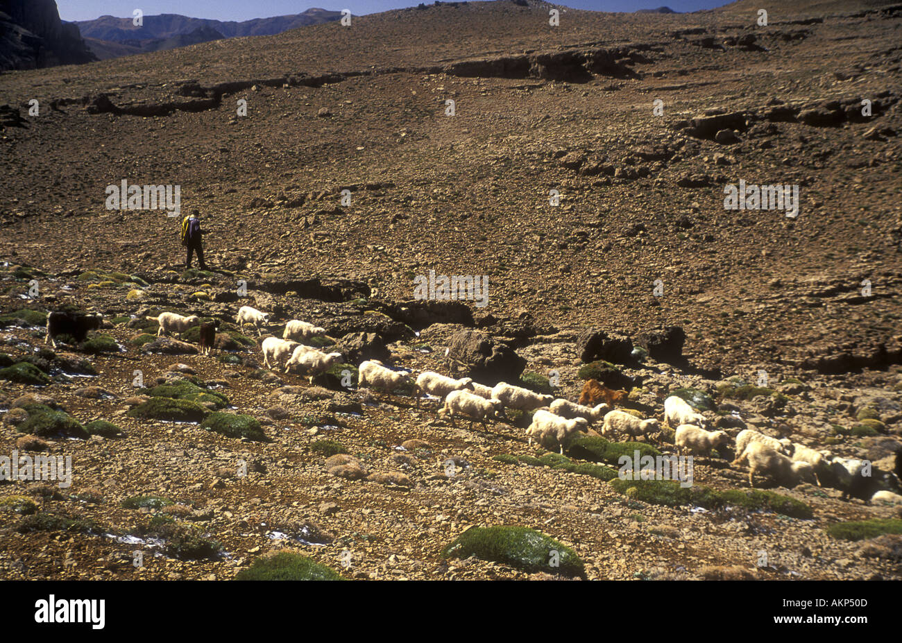 Sheep in the Atlas Mountains of Morocco Stock Photo - Alamy