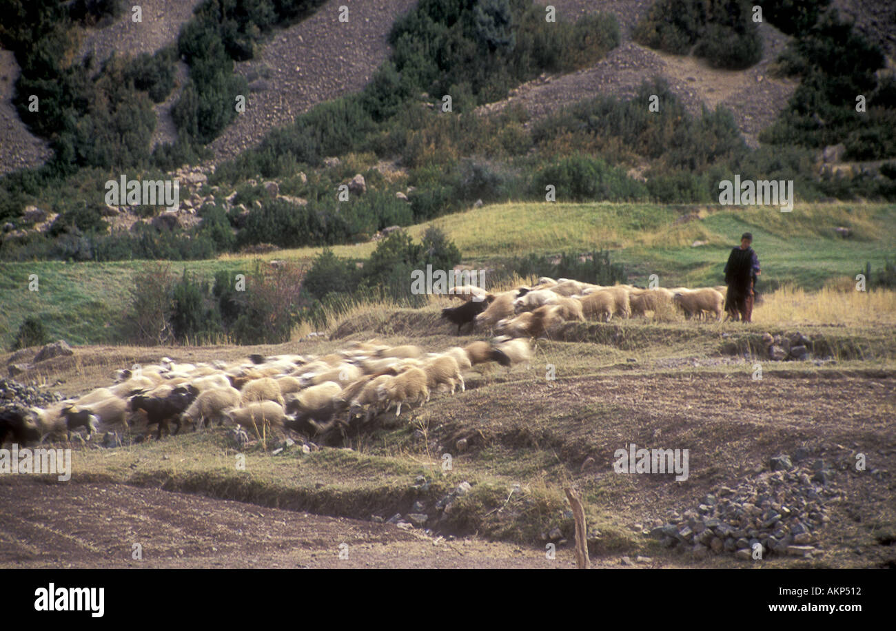 Sheep in the Atlas Mountains of Morocco Stock Photo - Alamy