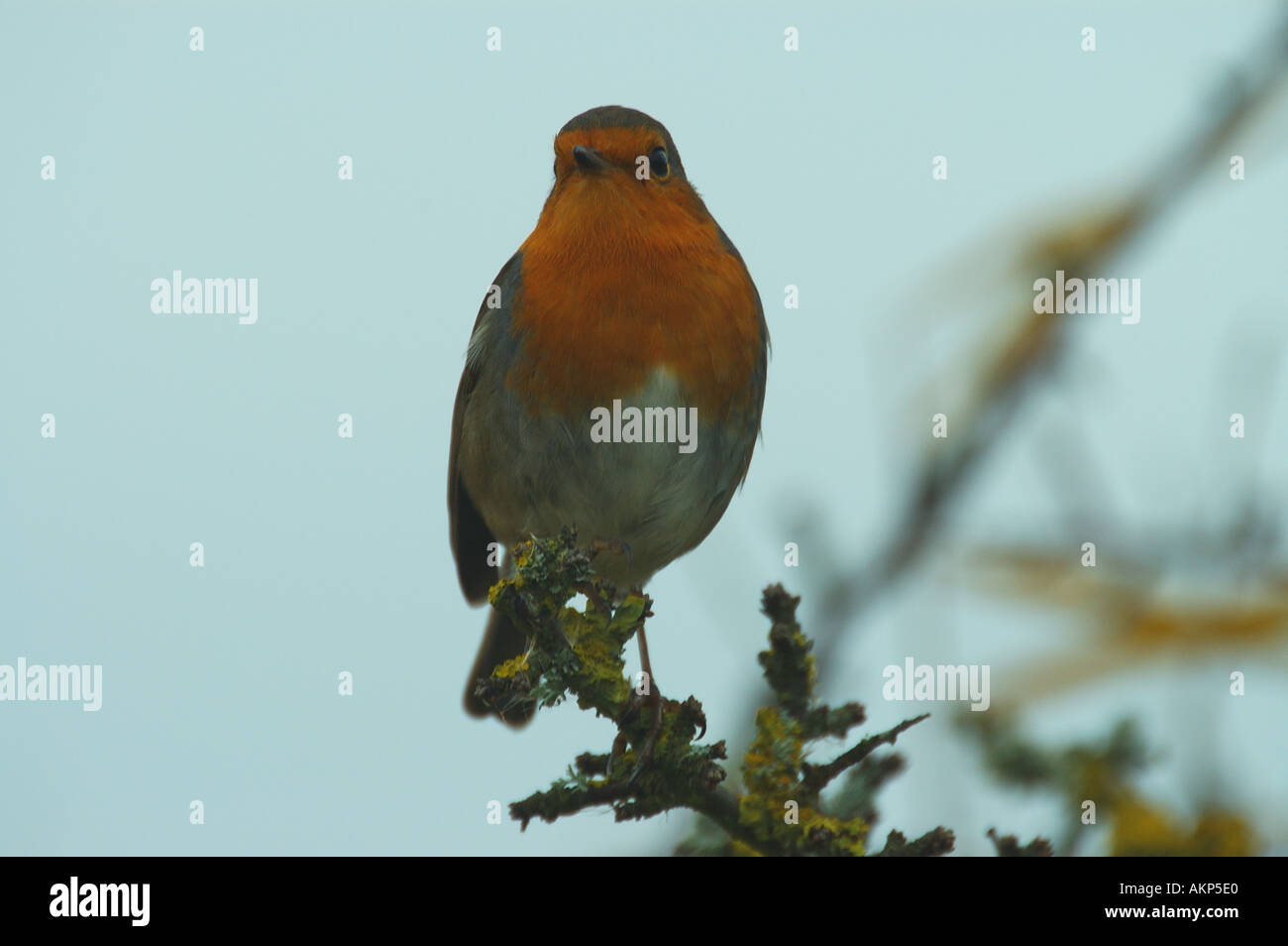 Robin redbreast bush hi-res stock photography and images - Alamy