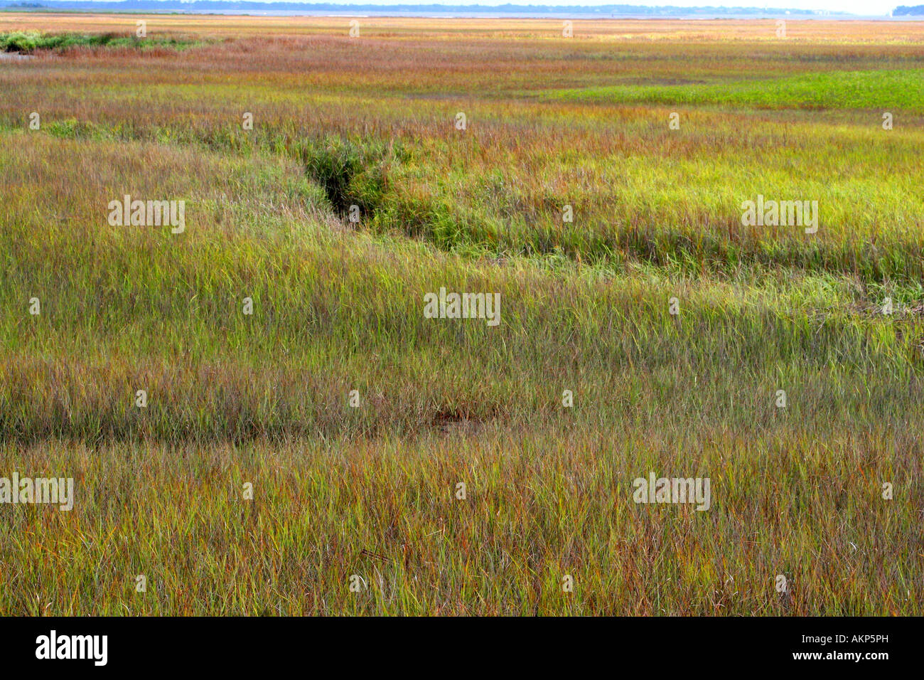 Saltwater Marsh USA Stock Photo - Alamy