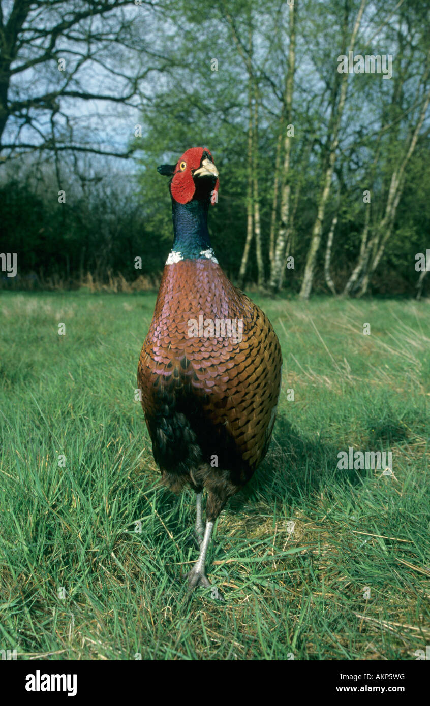 Cock pheasant Kent England Stock Photo - Alamy