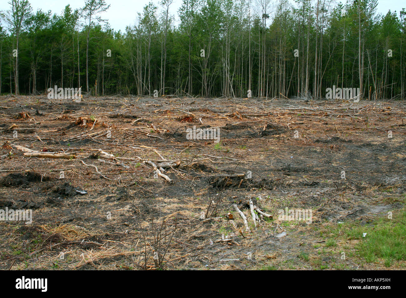 Deforestation SE USA Stock Photo - Alamy