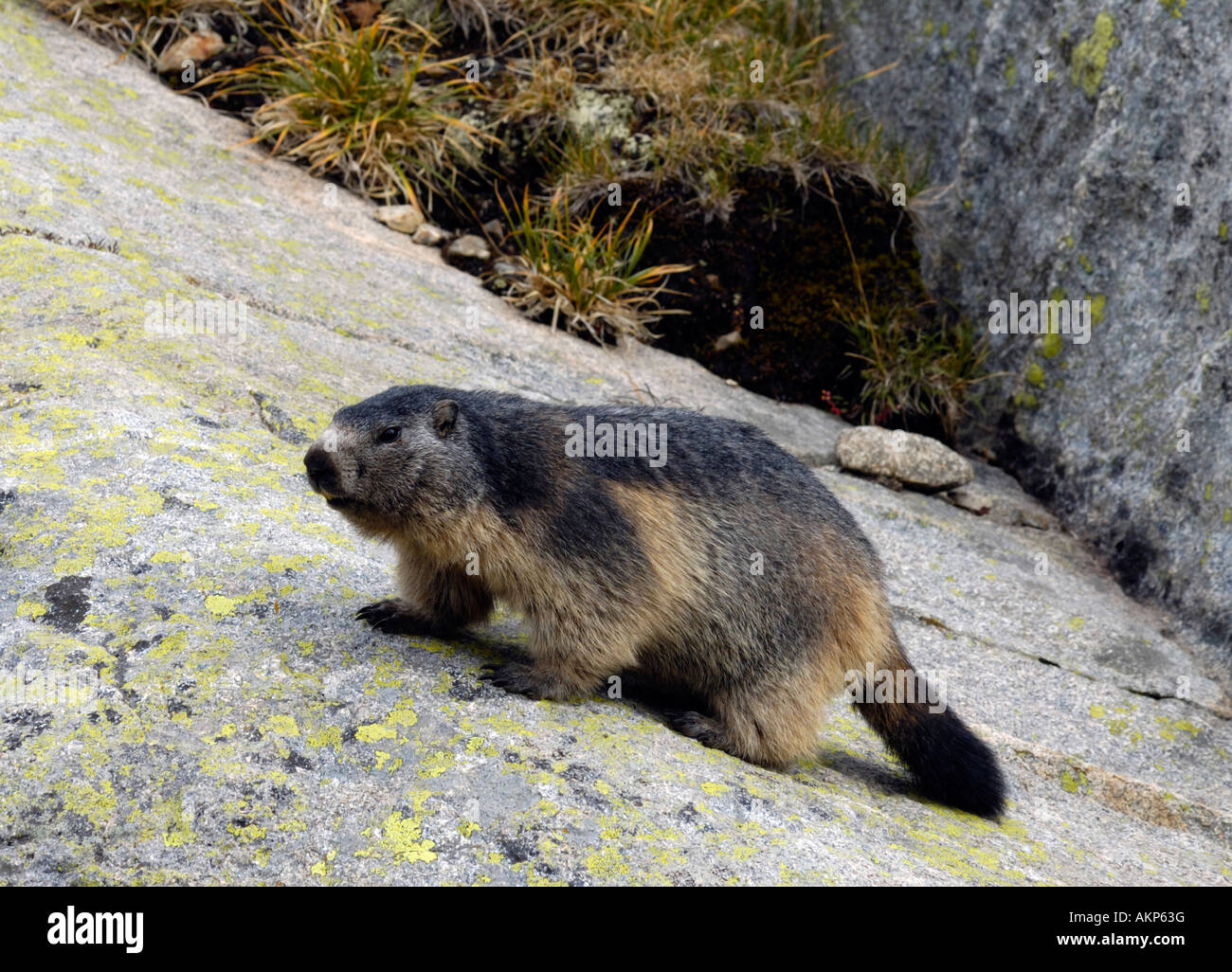 Alpine marmot in the French Pyrenees Stock Photo - Alamy