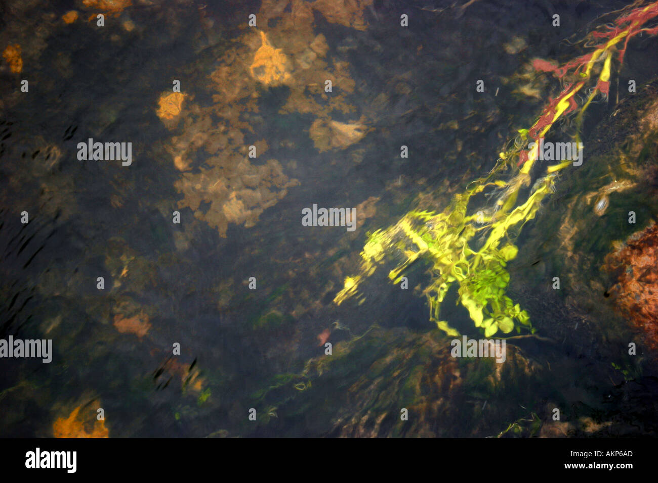 River bed and weeds Stock Photo - Alamy