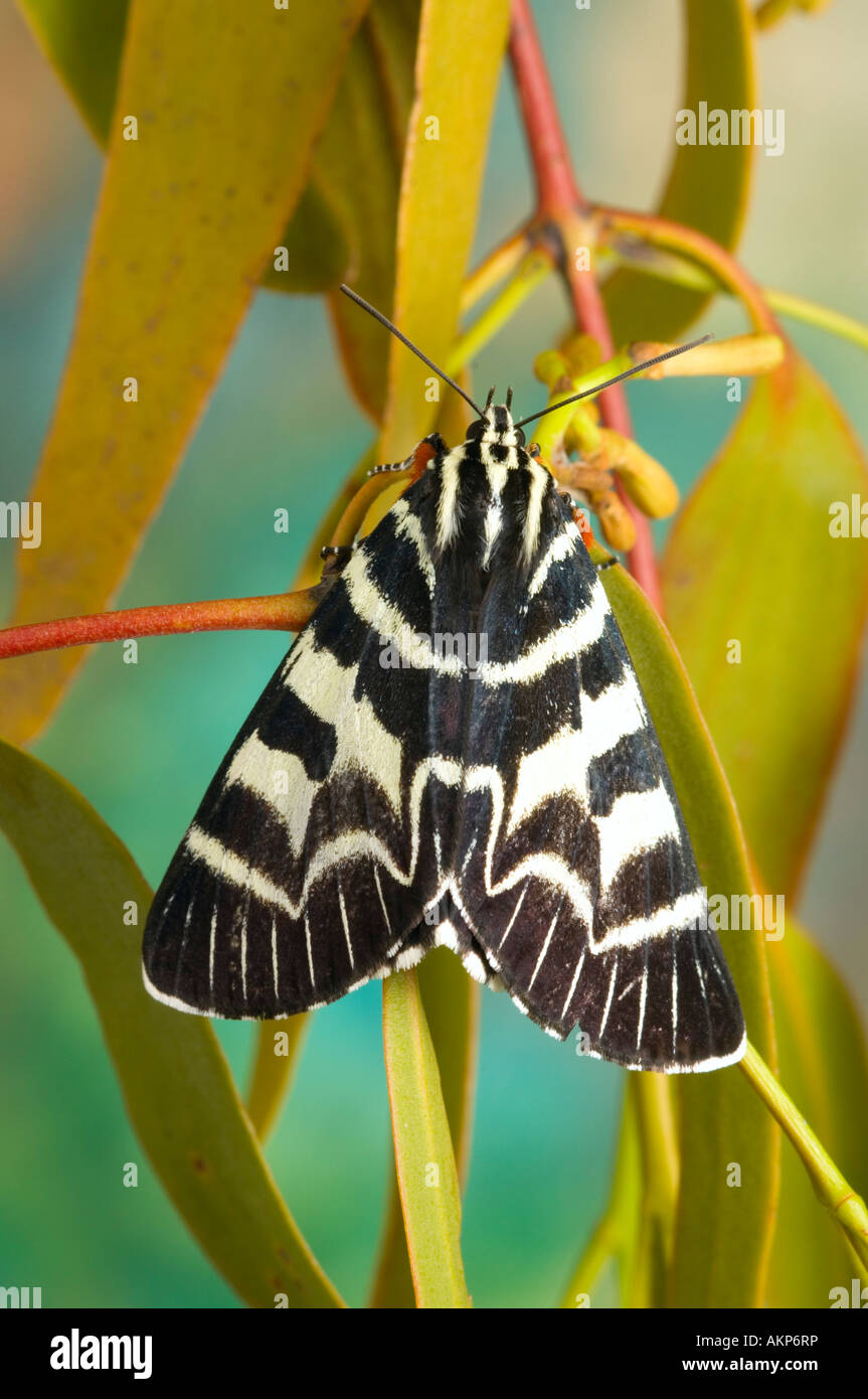 Australian mistletoe moth Stock Photo - Alamy