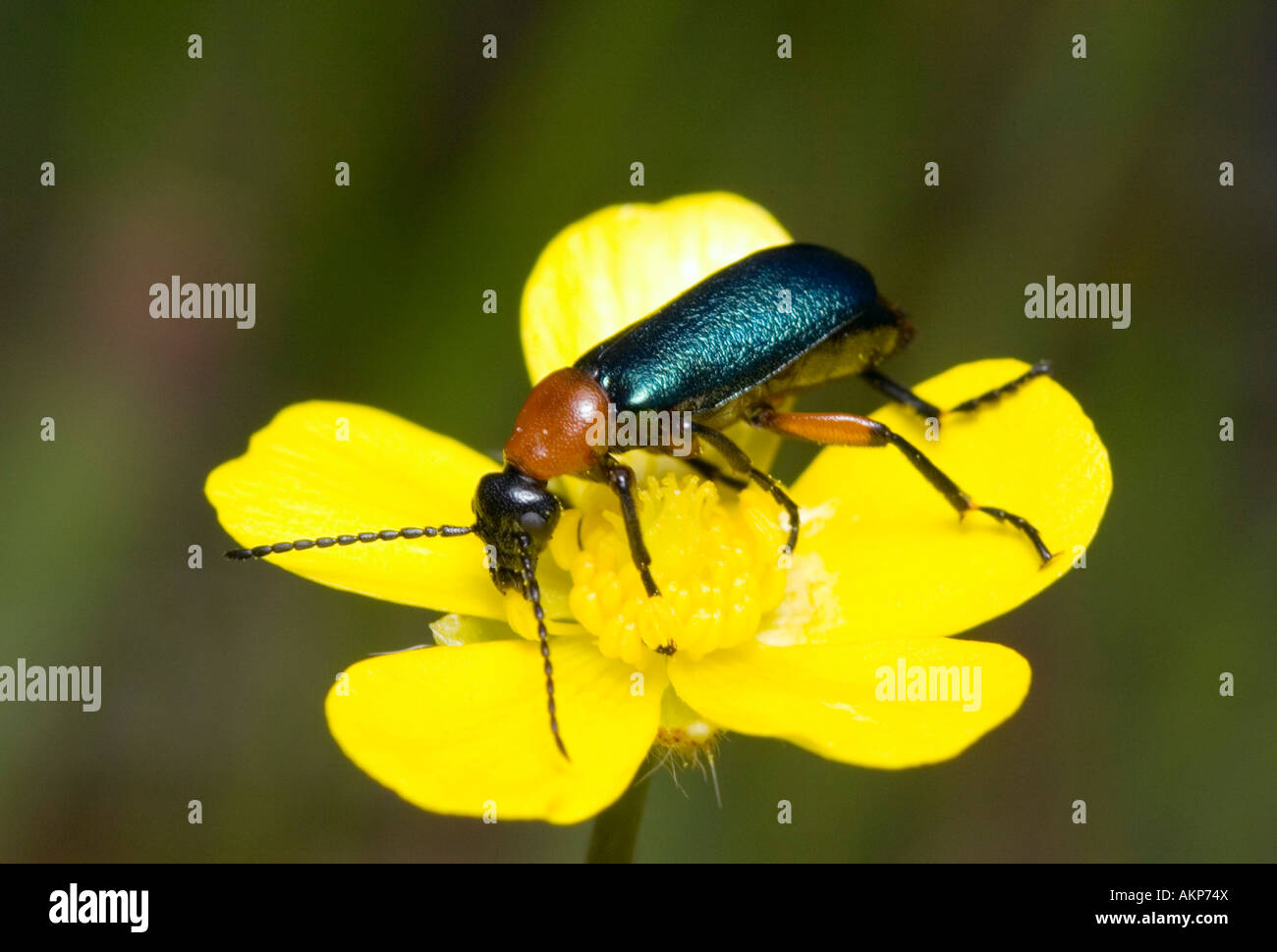 Beetle feeding on buttercup Stock Photo - Alamy
