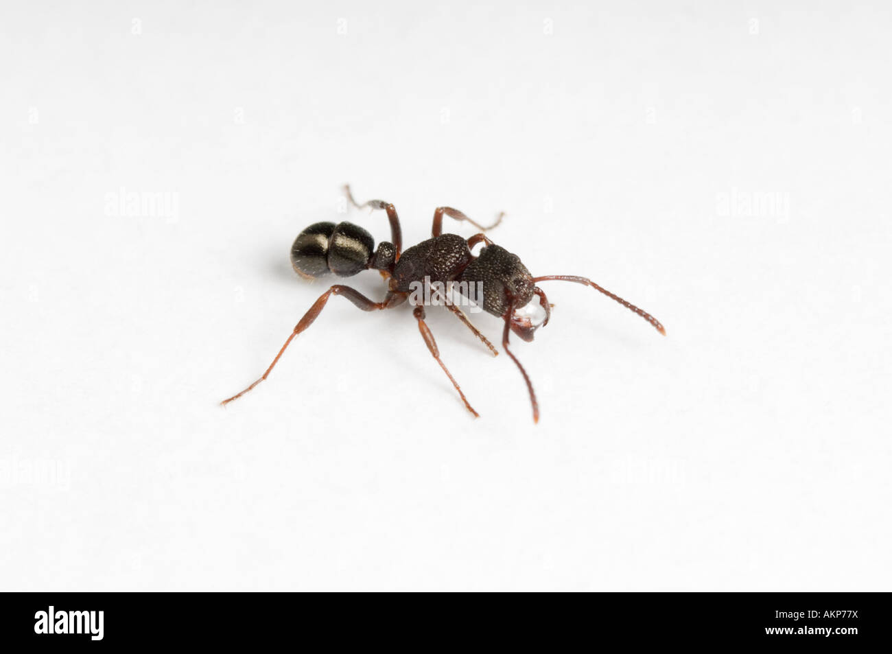 Ant carrying water drop in mouth Stock Photo - Alamy