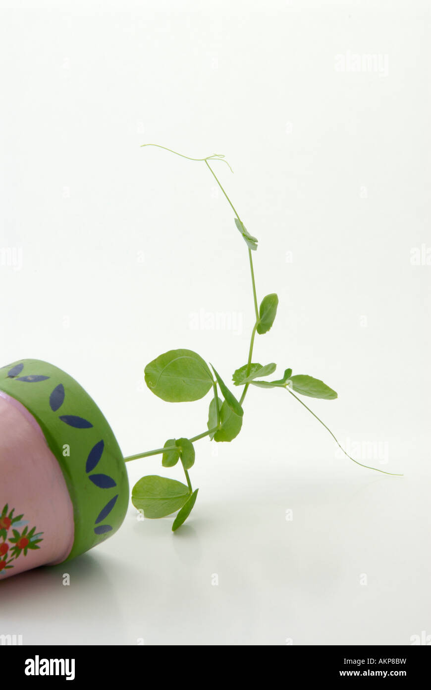 Negative geotropism hi-res stock photography and images - Alamy