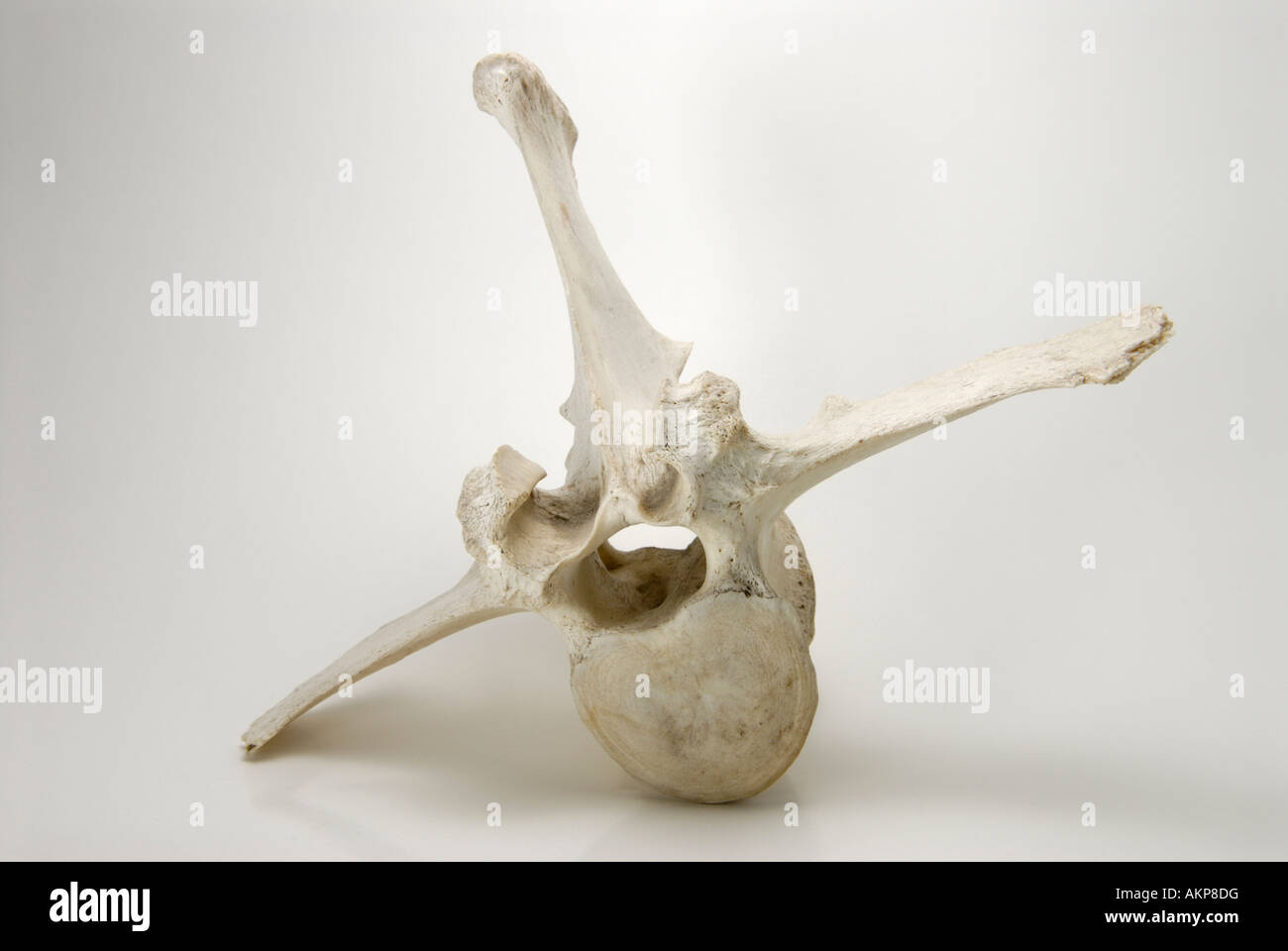 Lumbar vertebra from an American Bison Stock Photo - Alamy