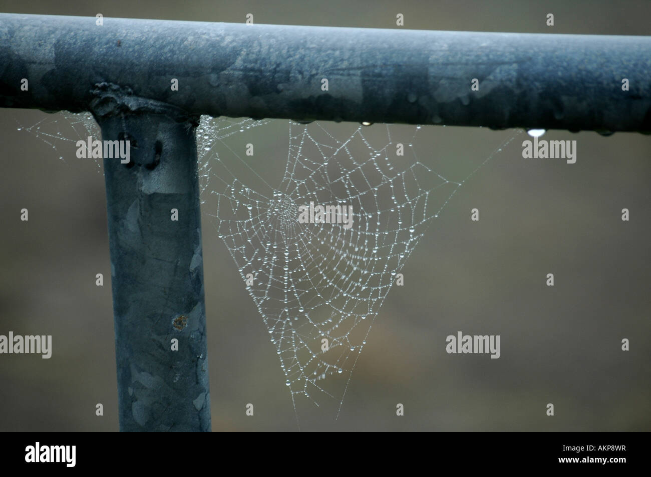 Iron gate cobwebs hi-res stock photography and images - Alamy