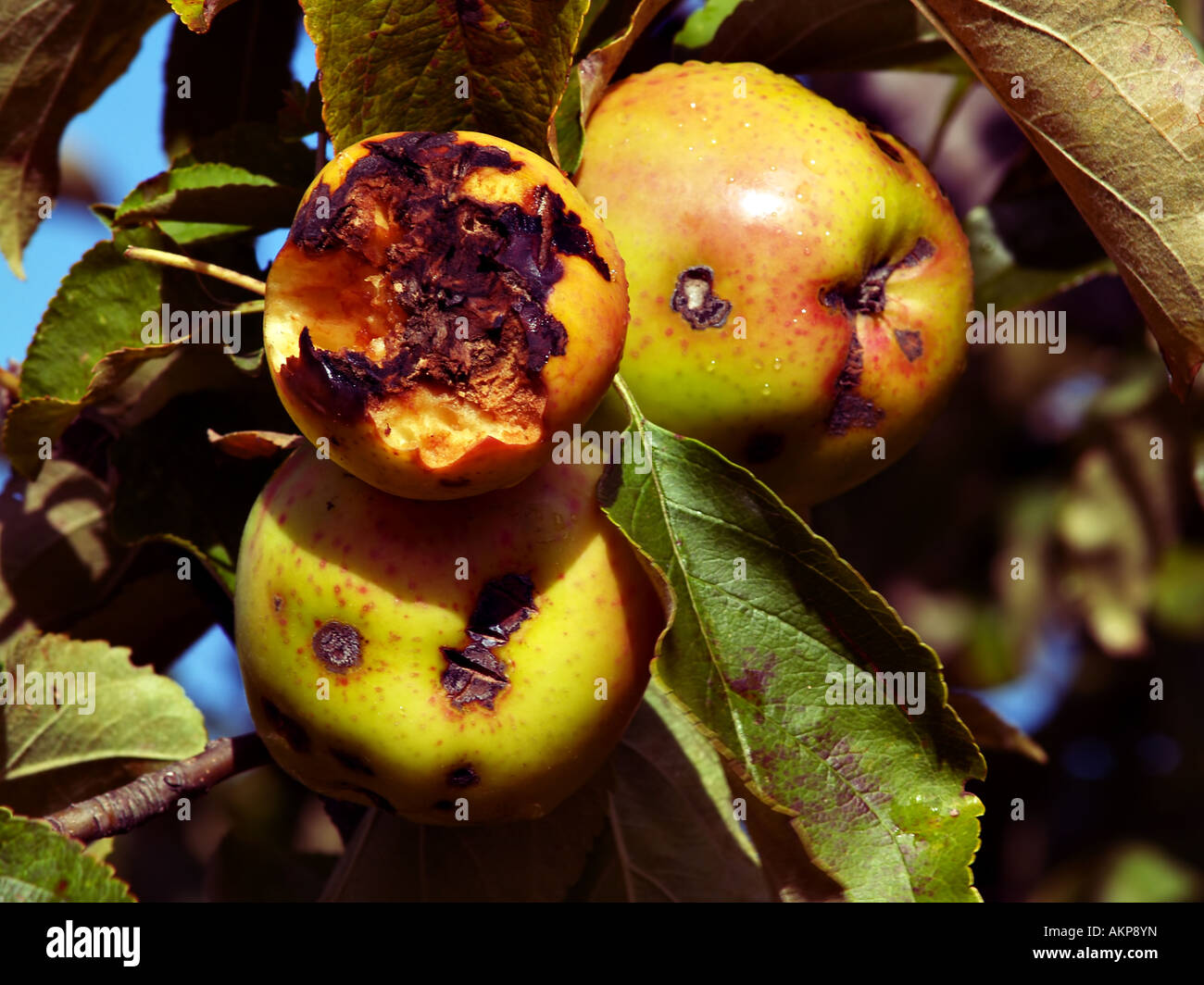 Apple blight hi-res stock photography and images - Alamy