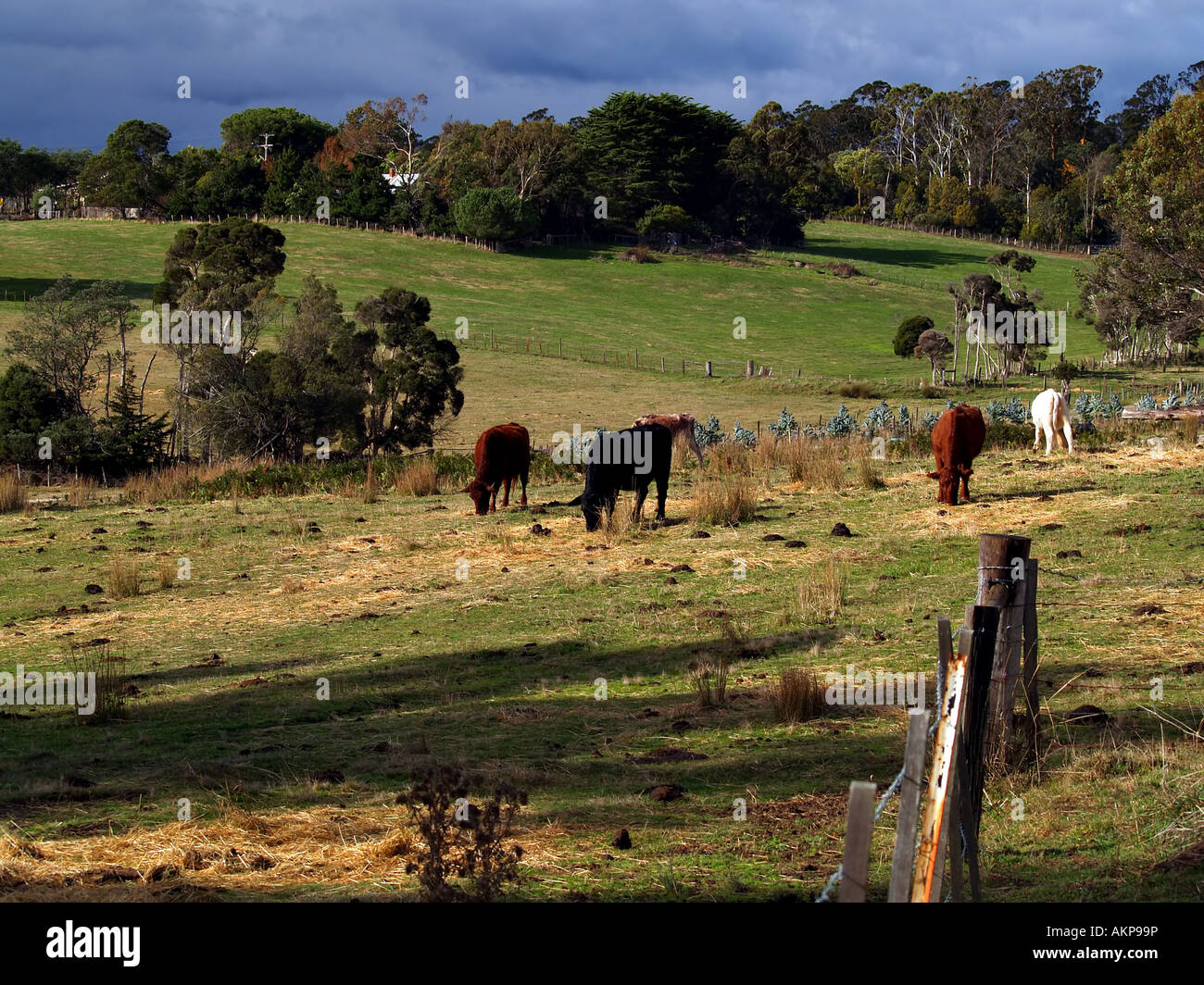 Farm in Tasmania Stock Photo - Alamy