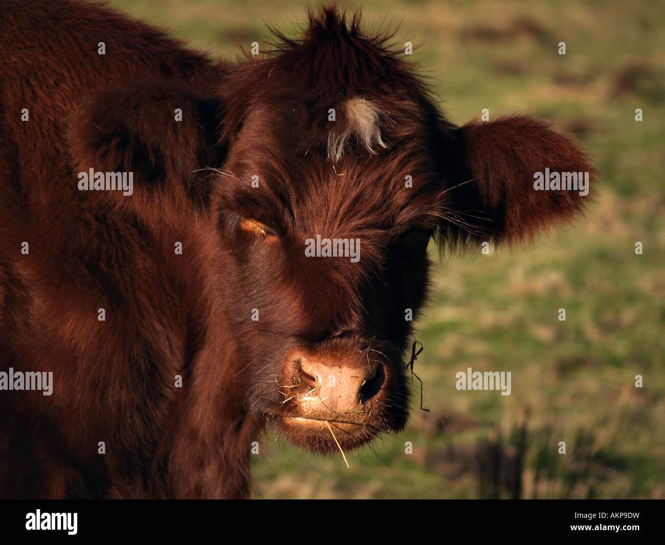 Cow Head Blink Stock Photo - Alamy