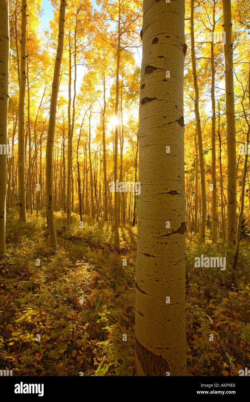 A stand of aspen trees in full autumn color Stock Photo - Alamy