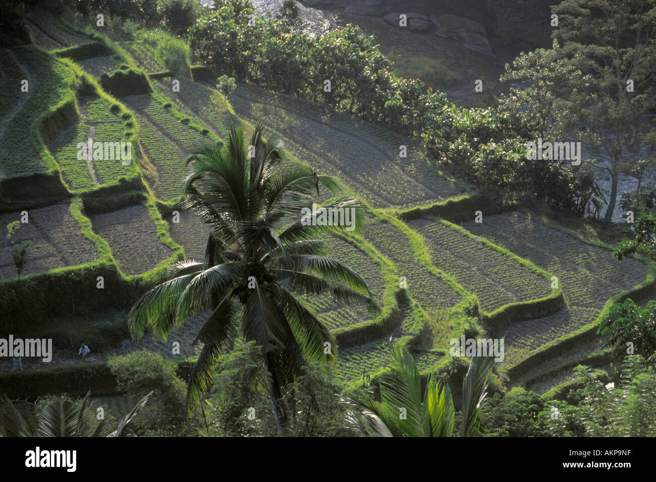 Indonesia Bali Sayan Ayung River Valley terraced rice fields Stock ...