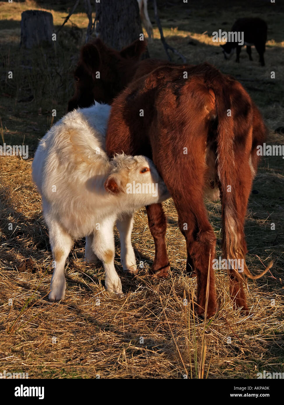Baby teet hi-res stock photography and images - Alamy