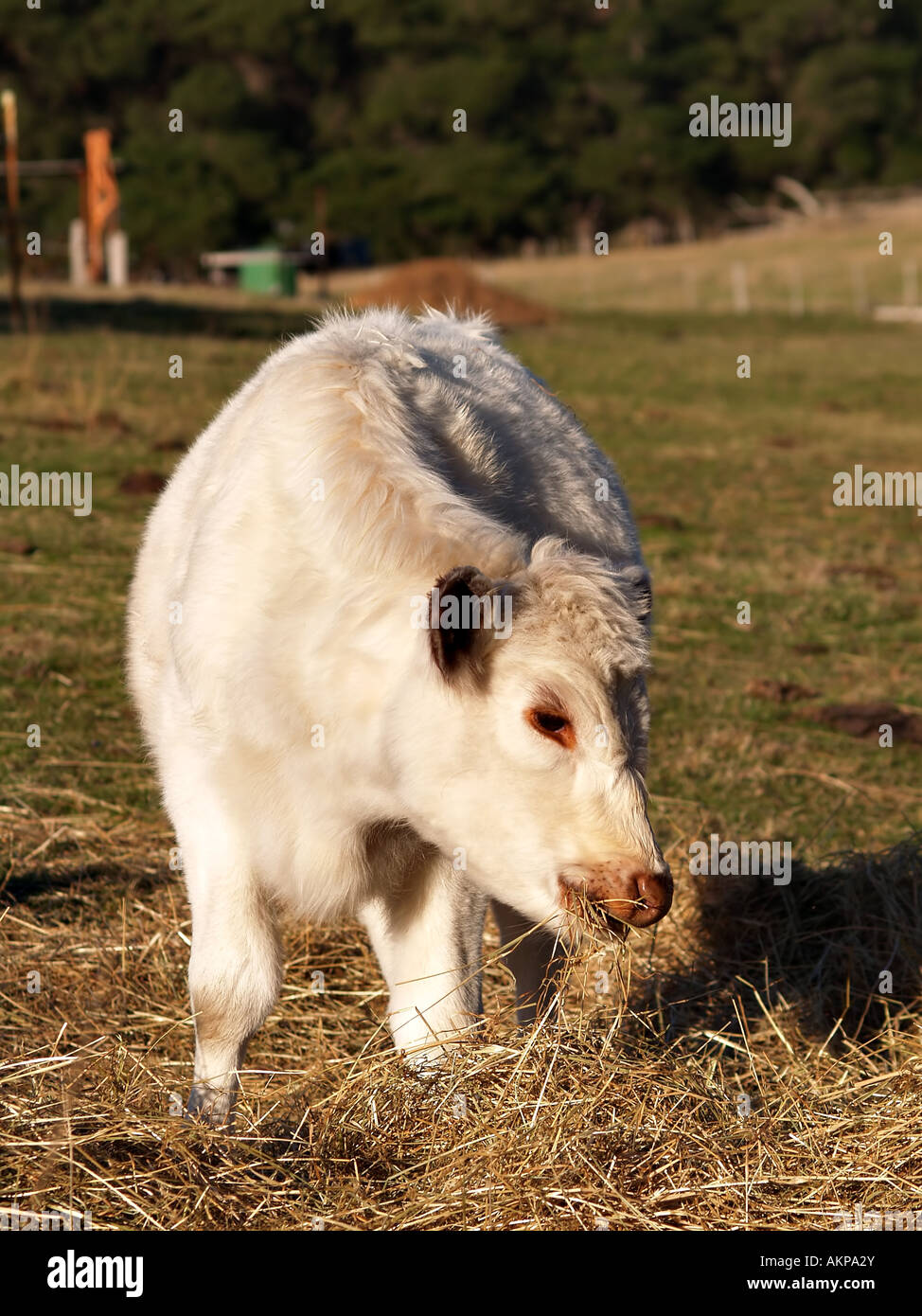 White Cow Eating Stock Photo - Alamy