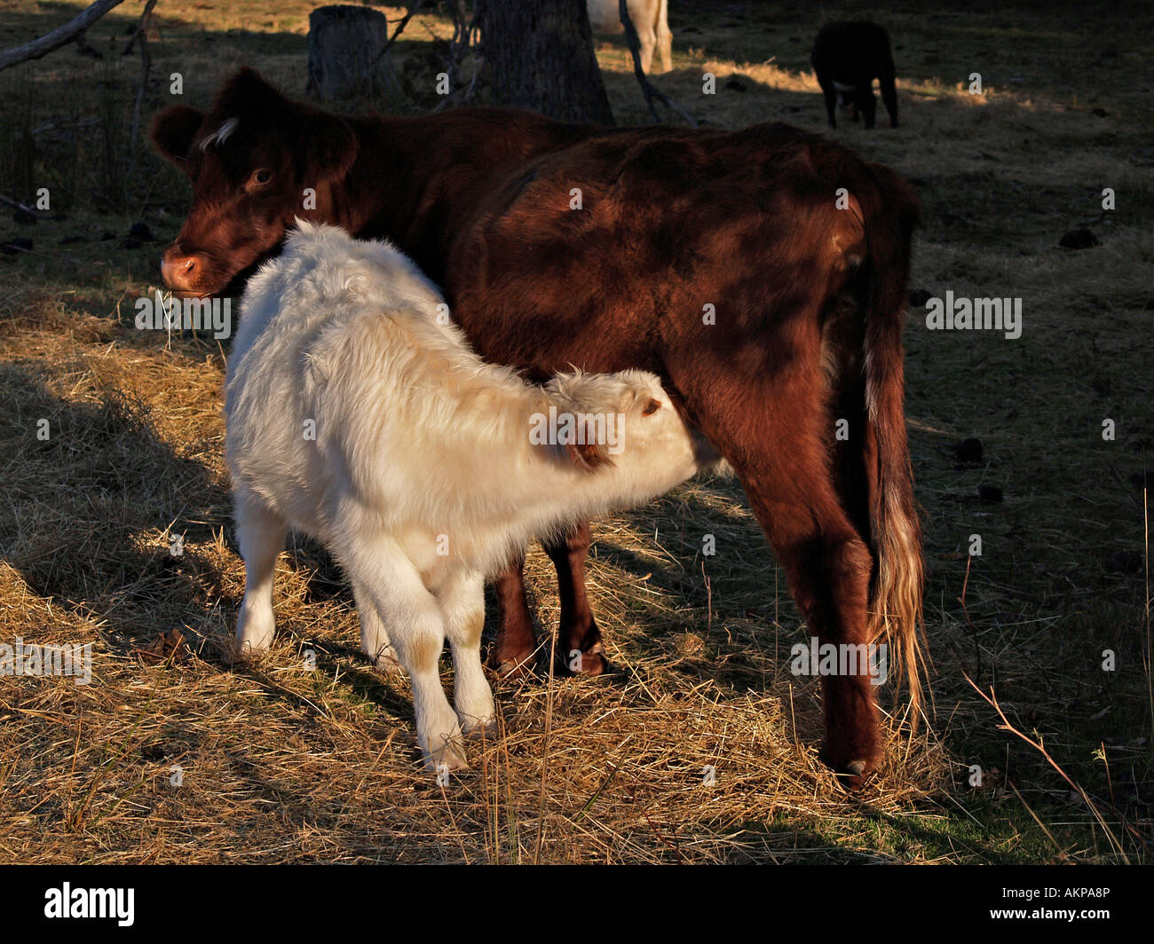 Baby Cow Feeding Stock Photo - Alamy