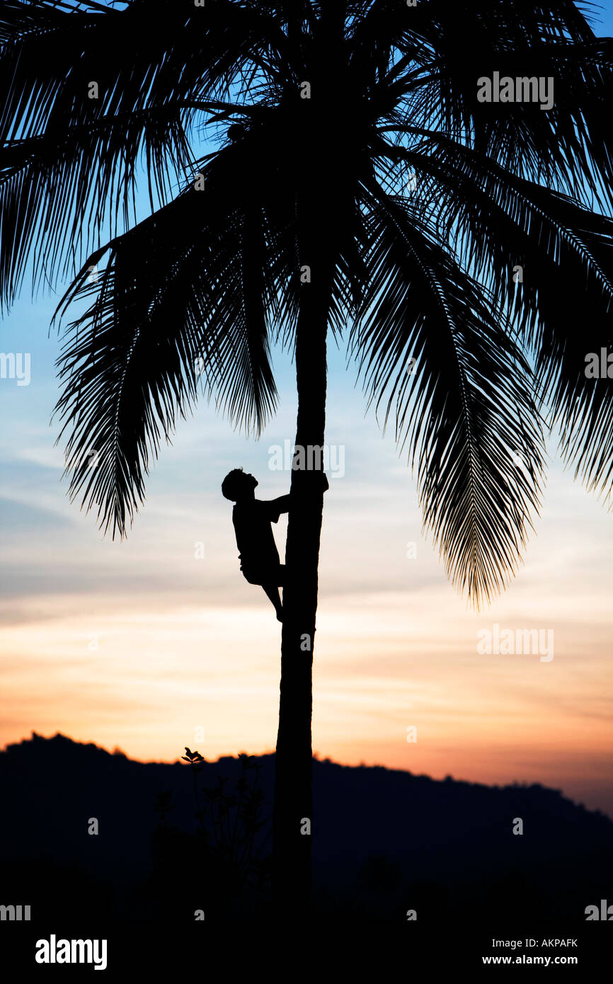 Coconut Tree Climbing High Resolution Stock Photography and Images - Alamy