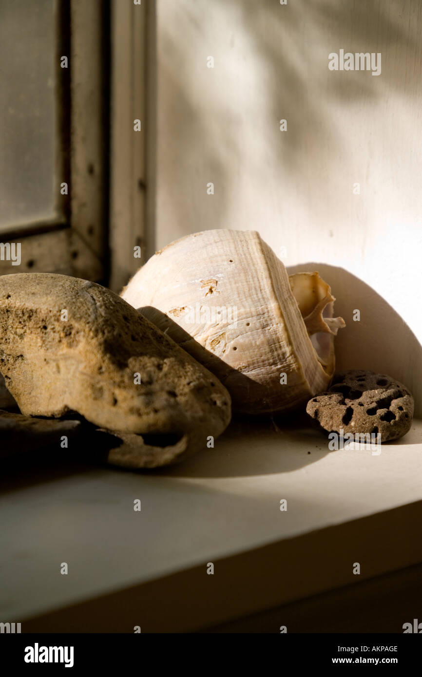 Sea Shell and window still life Stock Photo - Alamy