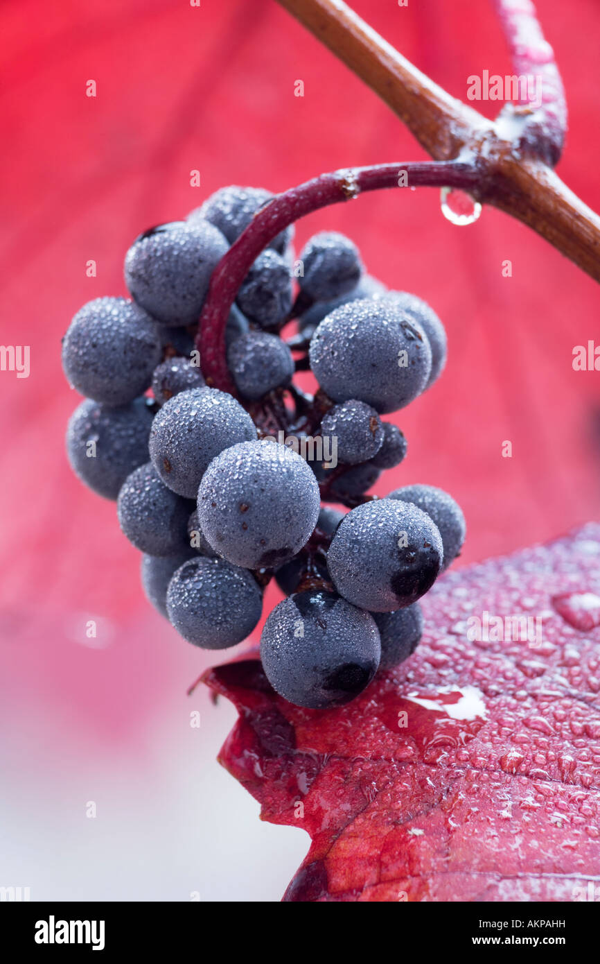 red grapes in autumn Stock Photo - Alamy