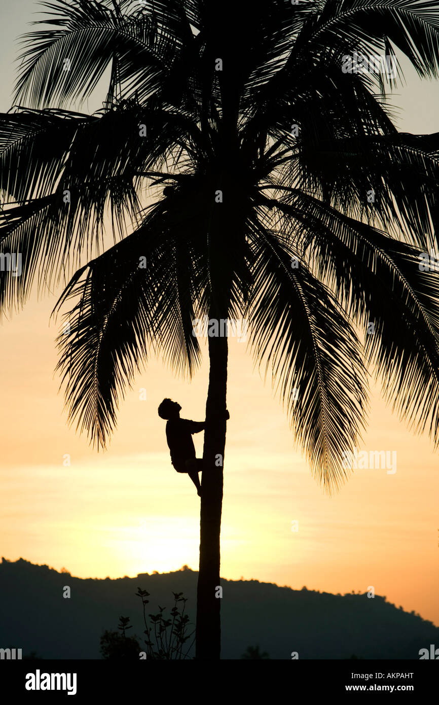 Indian man climbing coconut tree at dawn Stock Photo - Alamy