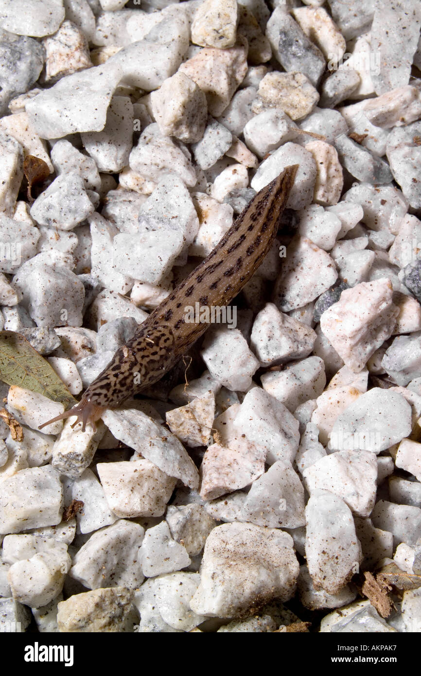 Slug, shell-less terrestrial gastropod mollusc Stock Photo - Alamy