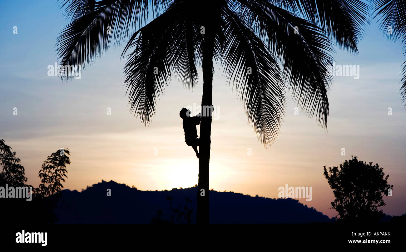 Indian Man Climbing Coconut Tree High Resolution Stock Photography and ...