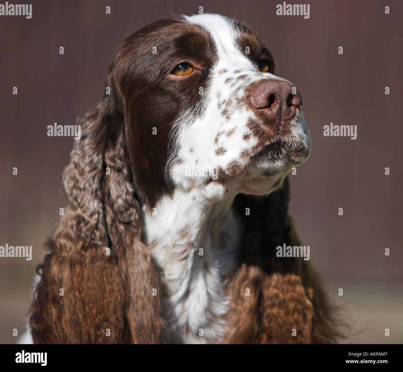 An English Springer Spaniel,head ,portrait Stock Photo - Alamy