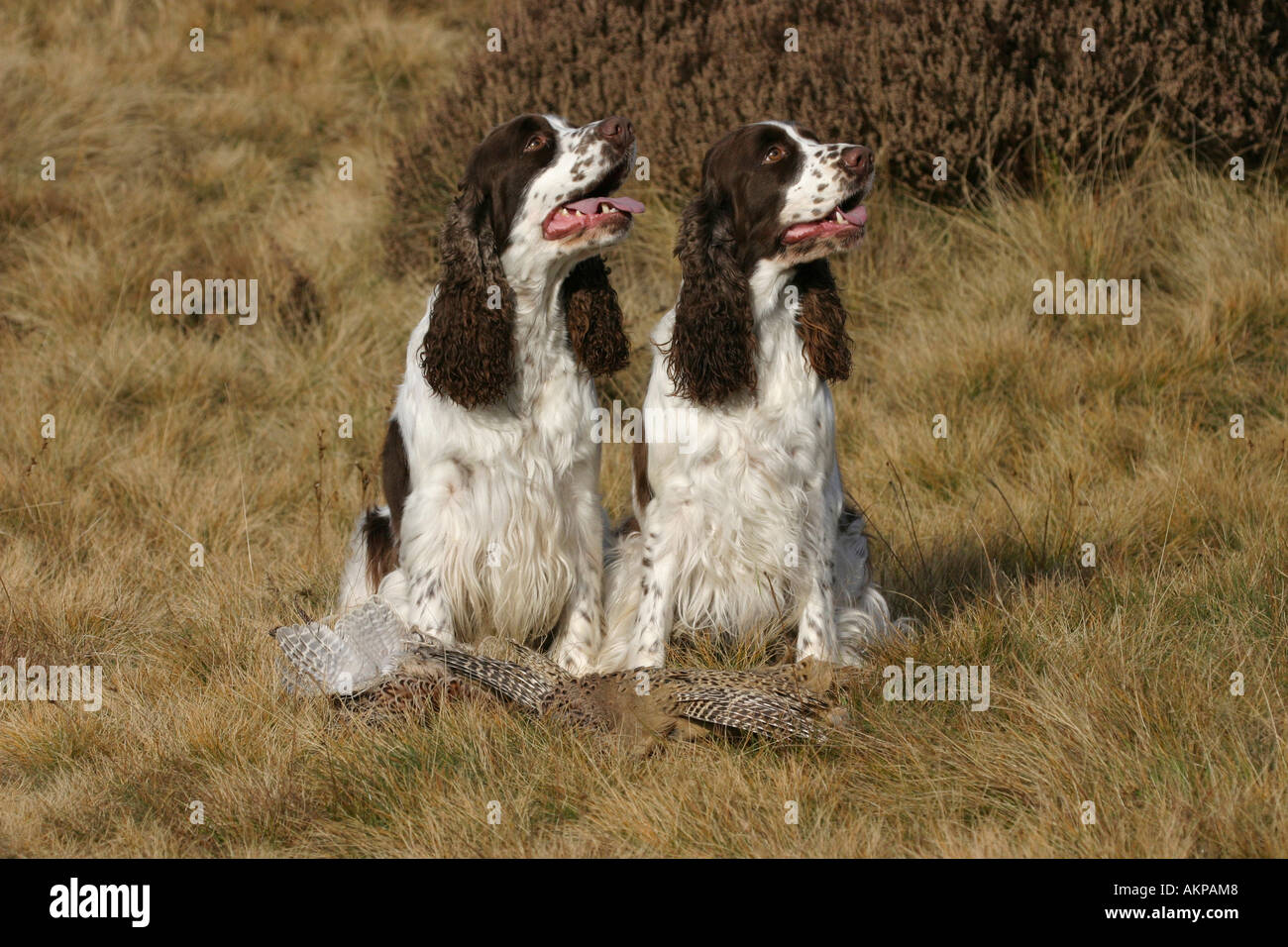 Springers hi-res stock photography and images - Alamy