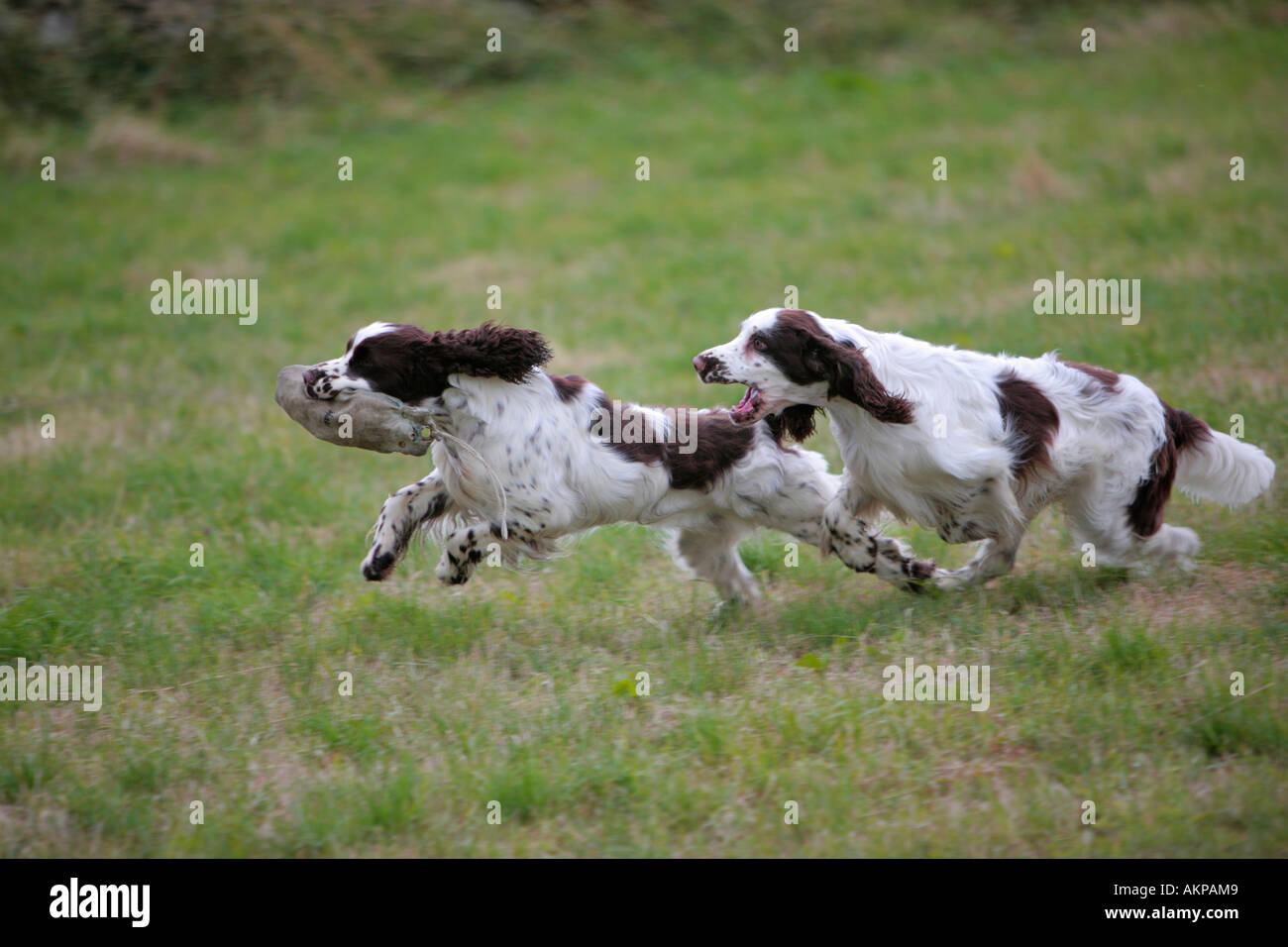 Two dogs chasing hi-res stock photography and images - Alamy