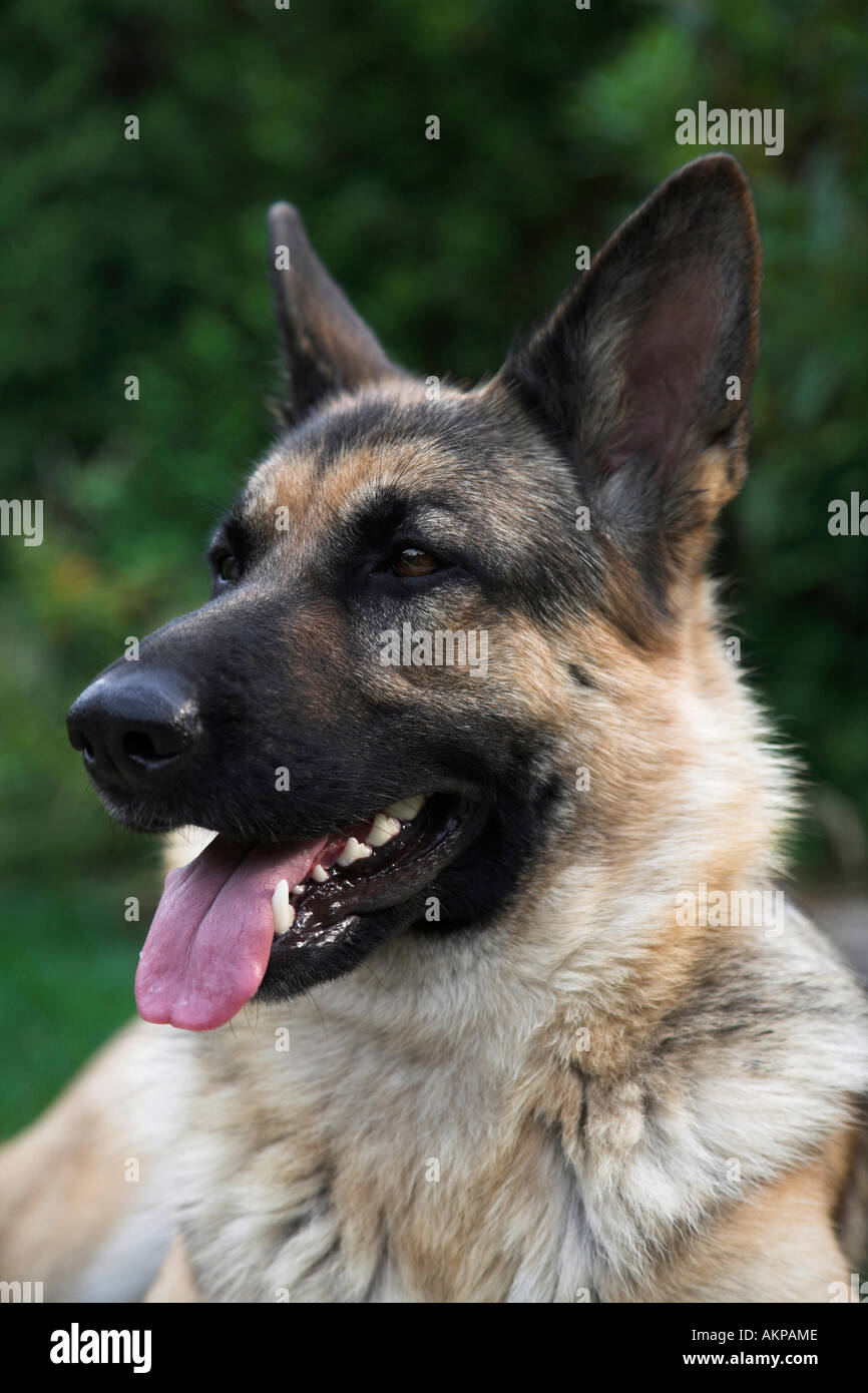 German shepherd head study portrait of german shepherd germanic dog ...