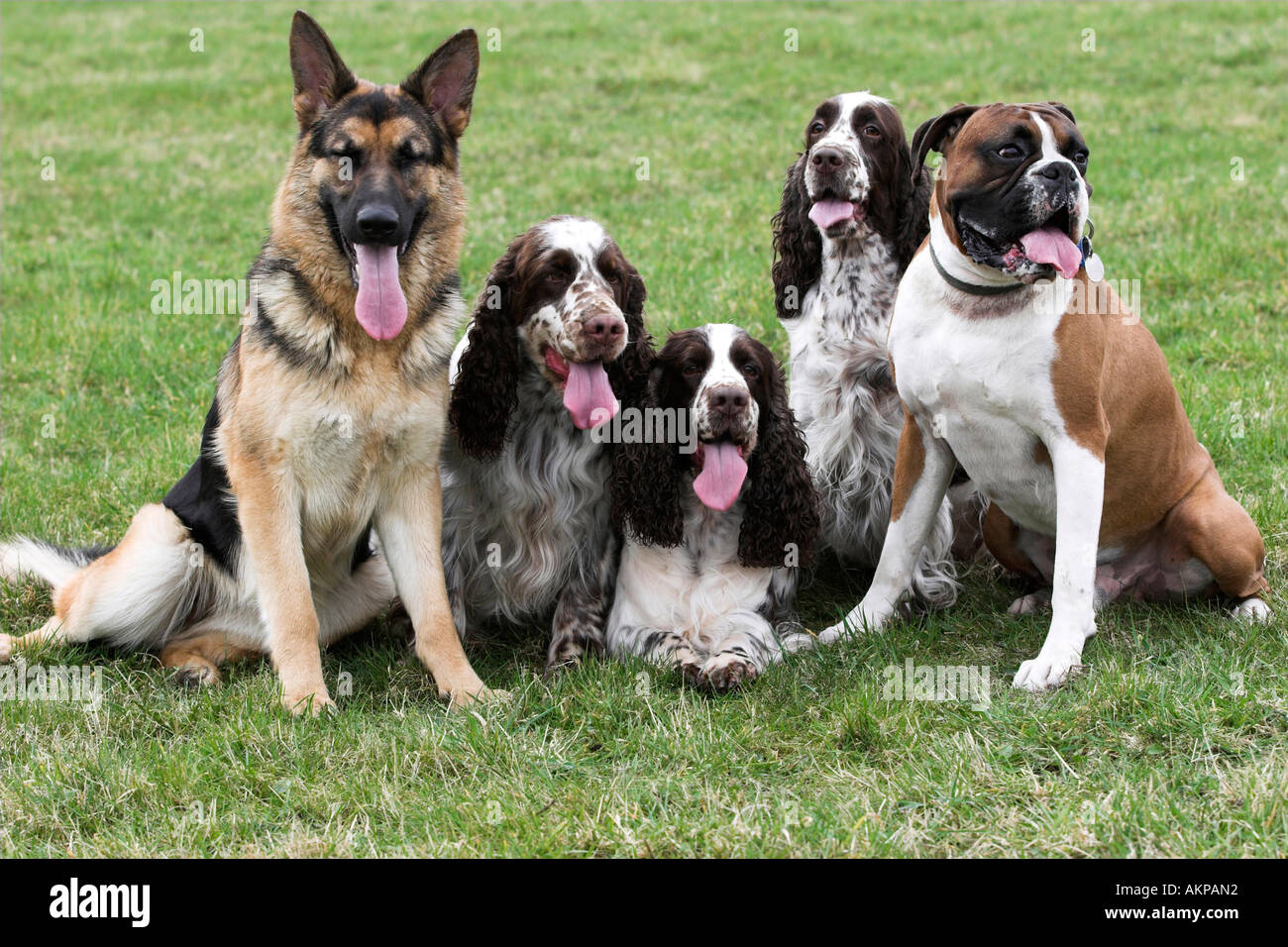 Canine pals. The mob,gang Stock Photo - Alamy
