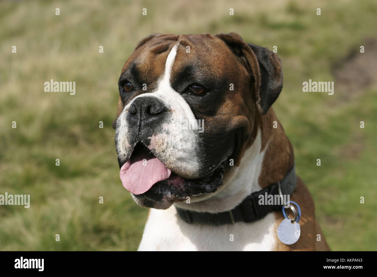 A Boxer Male Stock Photo - Alamy