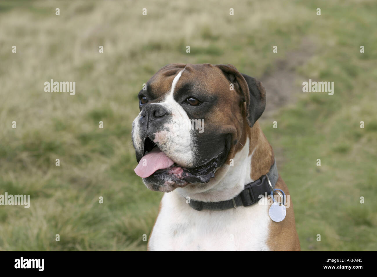 A Boxer Male Stock Photo - Alamy