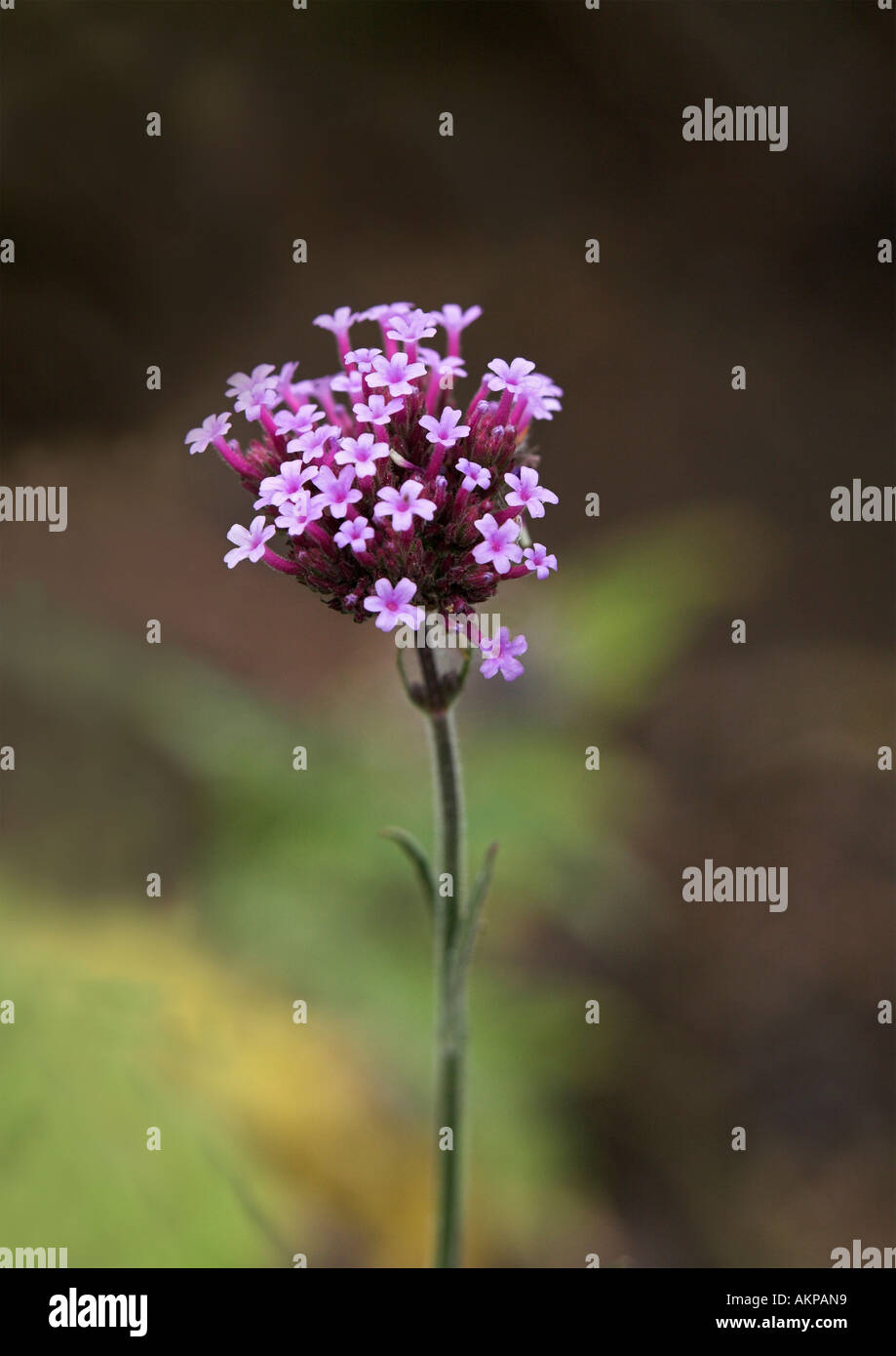 Purple wildflower with soft focus blurred foliage in background in ...