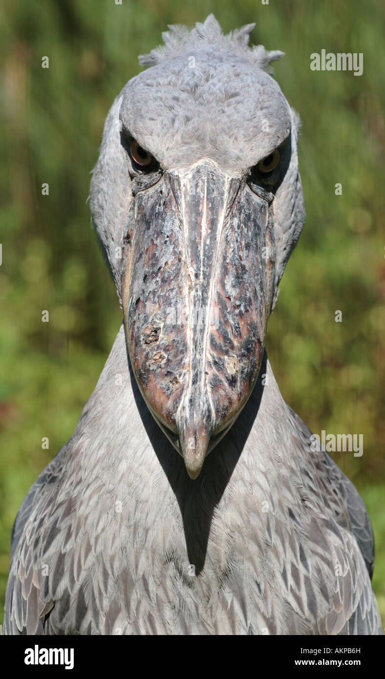 Shoebill, Balaeniceps rex Stock Photo - Alamy