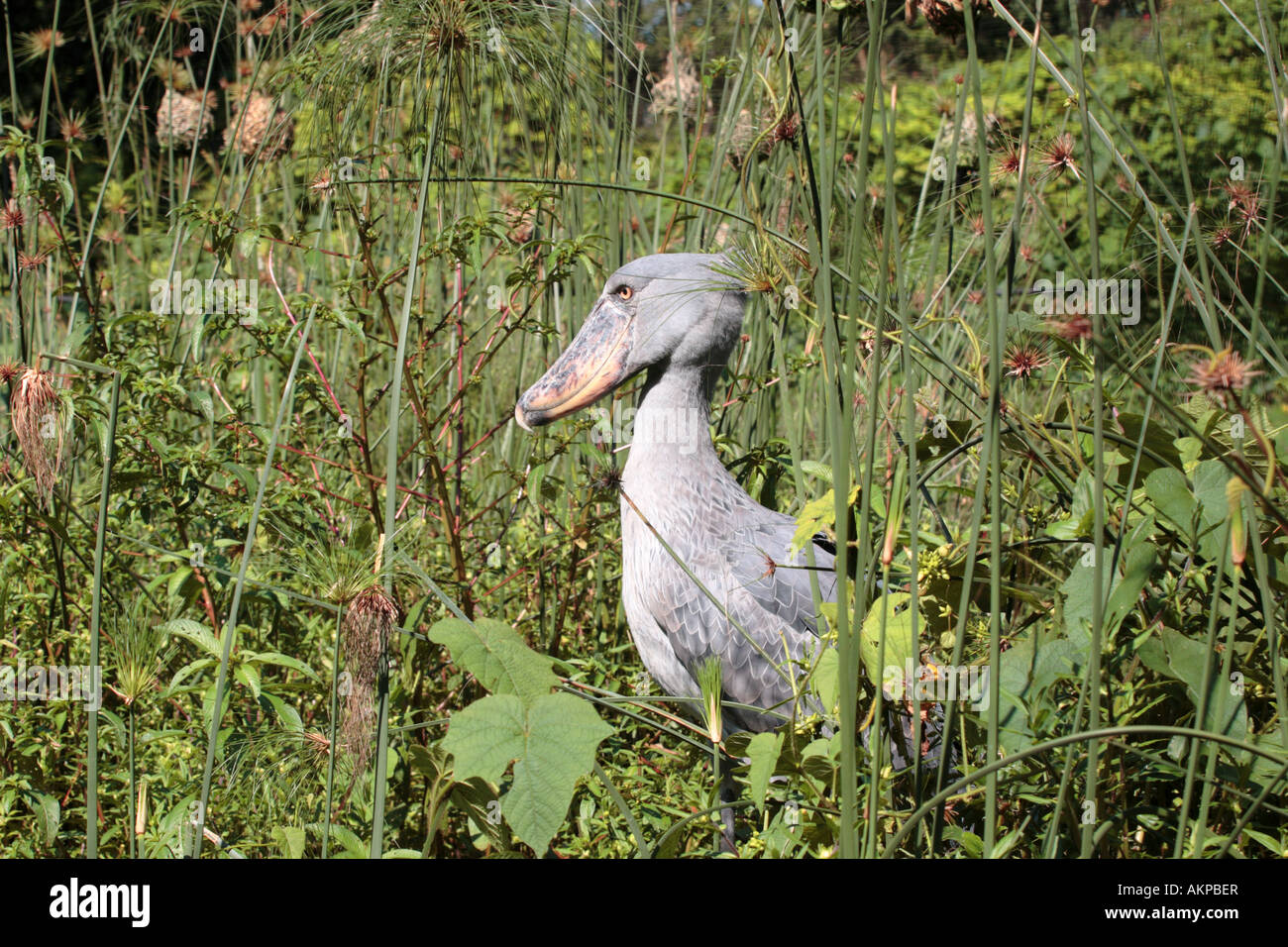 Shoebill, Balaeniceps rex Stock Photo - Alamy