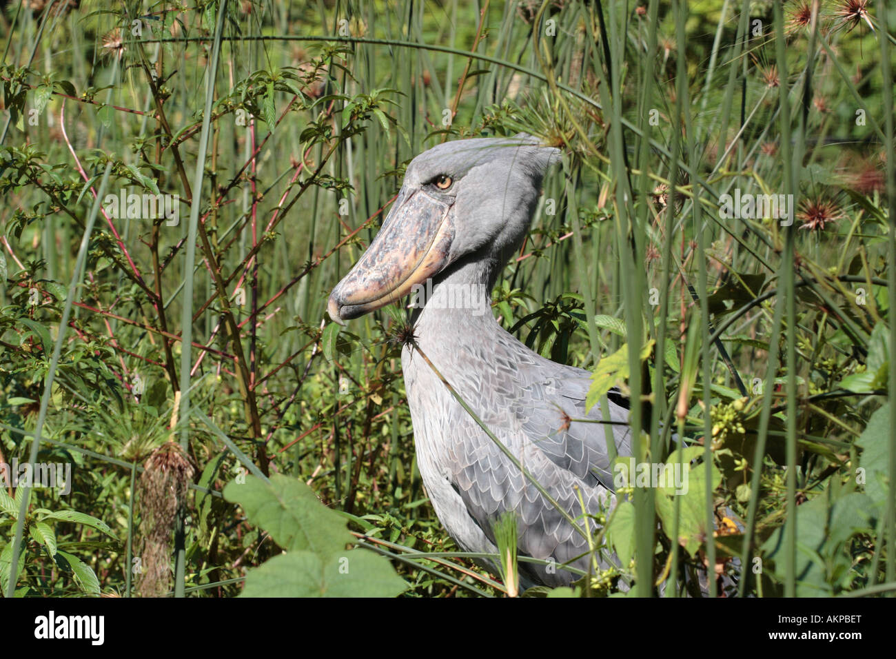 Shoebill, Balaeniceps rex Stock Photo - Alamy