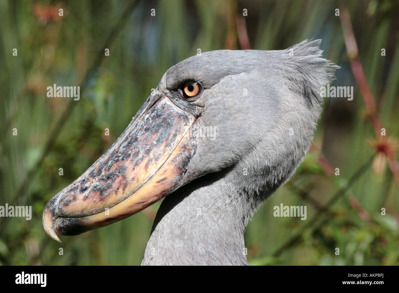 Shoebill, Balaeniceps rex Stock Photo - Alamy