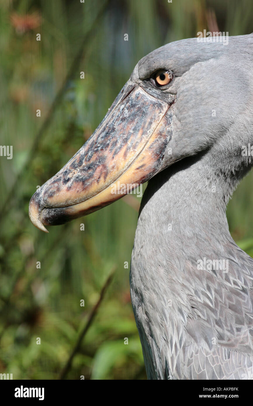 Shoebill, Balaeniceps rex Stock Photo - Alamy