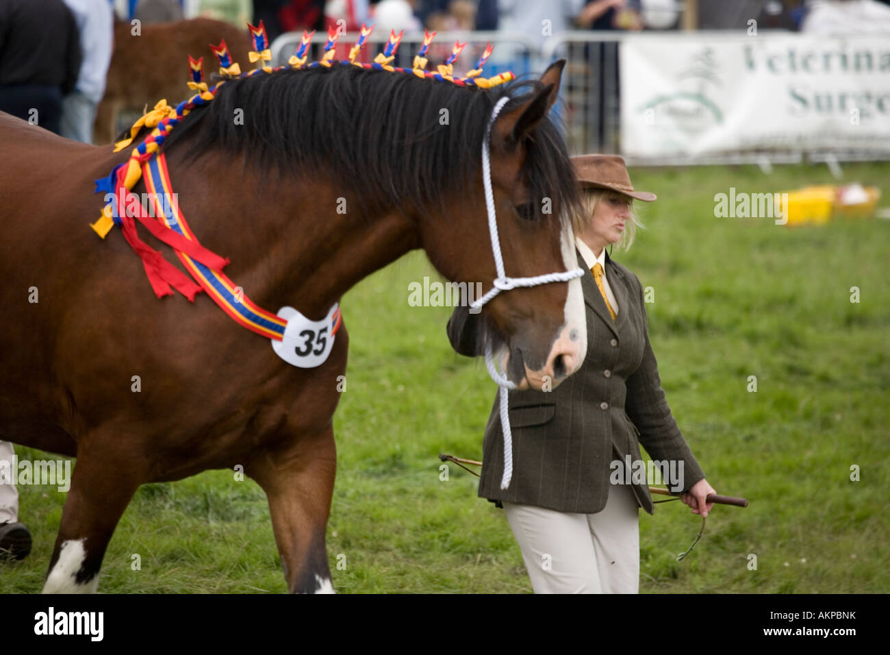 Shire Horse, Judging work horse clydesdale cart horse mare stallion ...