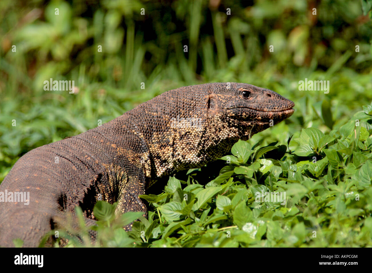 Nile Monitor, Varanus niloticus Stock Photo - Alamy