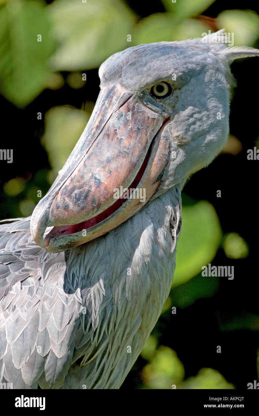 Shoebill, Balaeniceps rex Stock Photo - Alamy