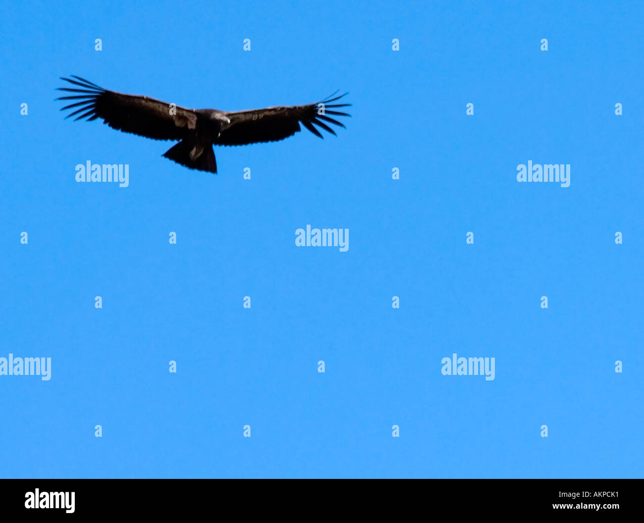 Condor in flight hi-res stock photography and images - Alamy